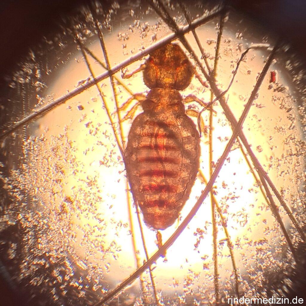 Kategorie: Hautkrankheiten - Rindermedizin.de