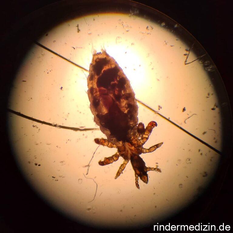 Langnasige Rinderläuse (Linognathus vituli) - Rindermedizin.de