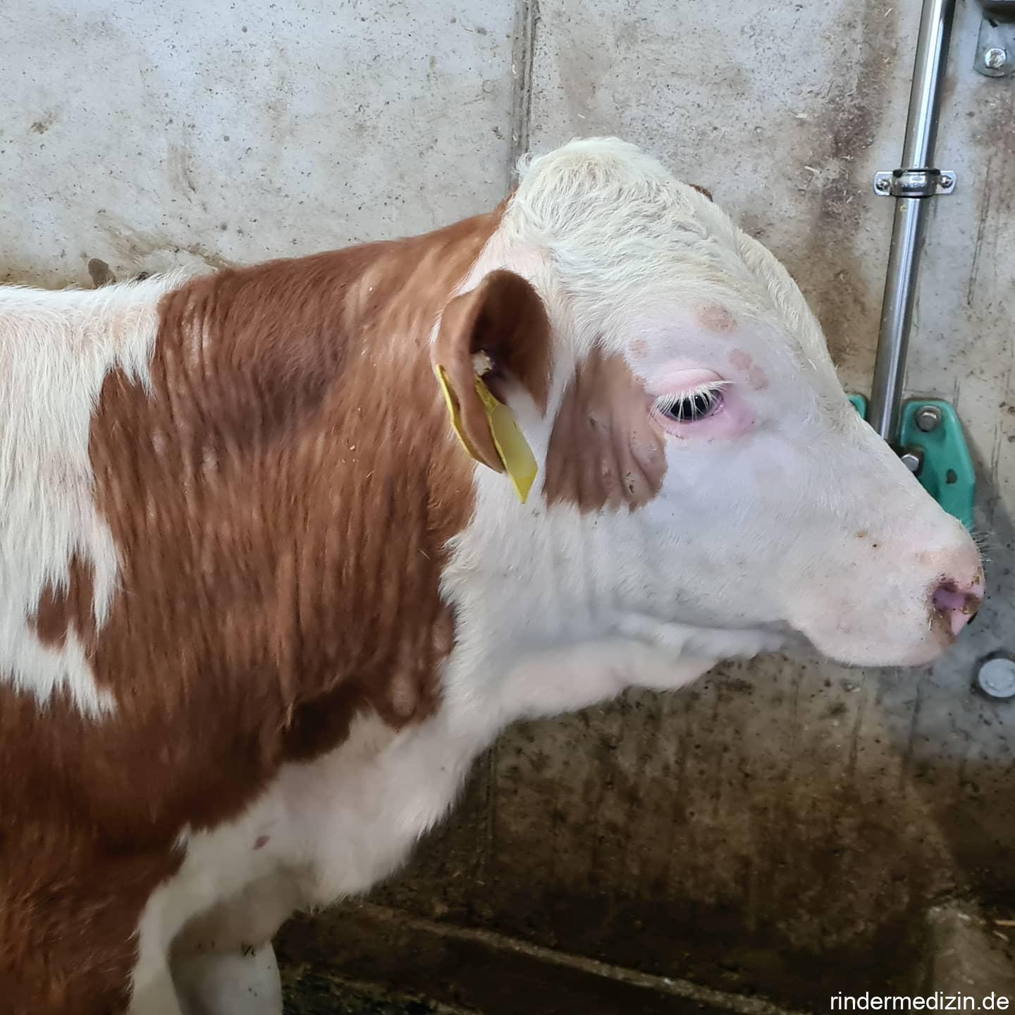 Langnasige Rinderläuse (Linognathus vituli) - Rindermedizin.de