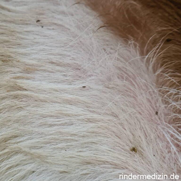 Langnasige Rinderläuse (Linognathus vituli) - Rindermedizin.de