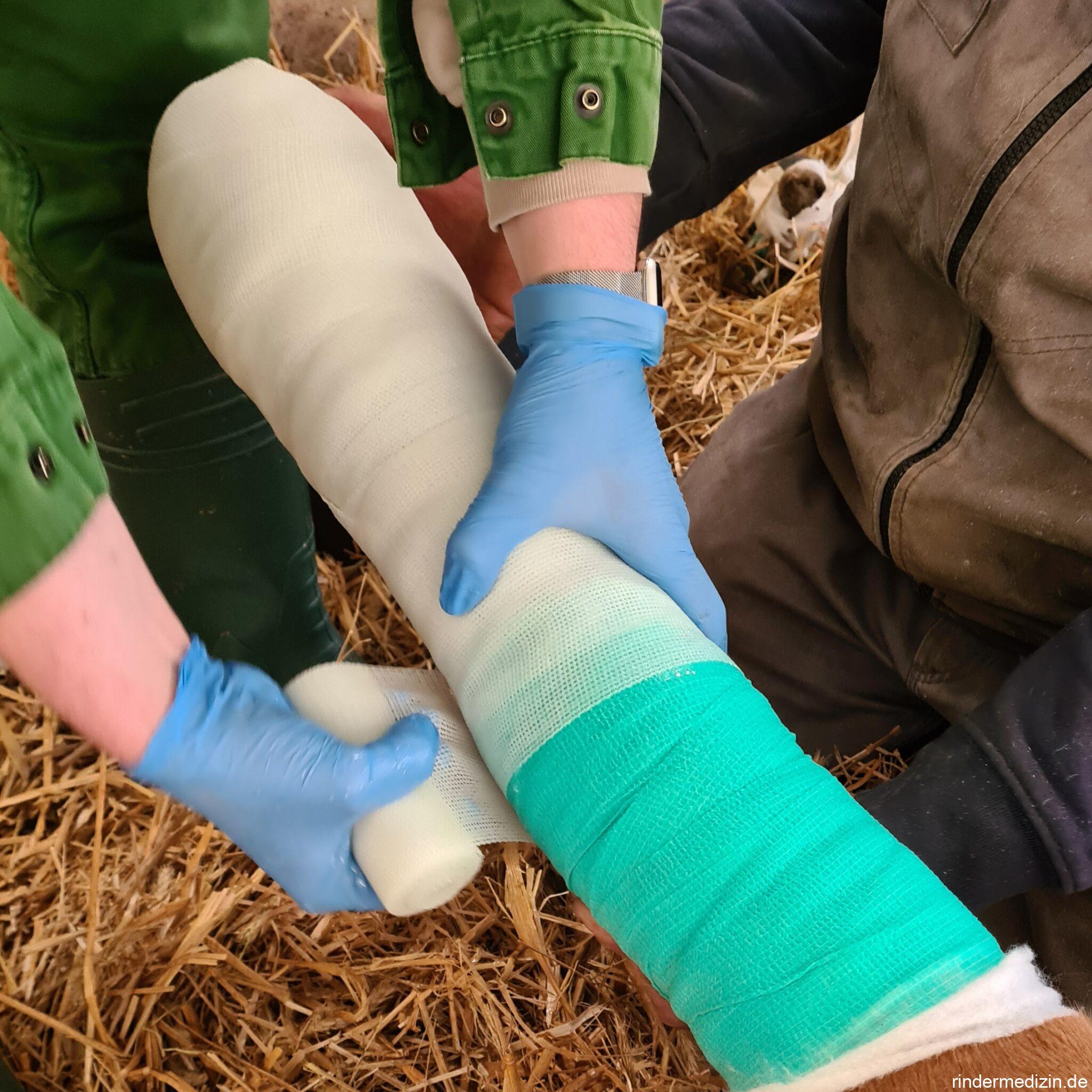 Gipsverband/Cast beim Rind - Rindermedizin.de