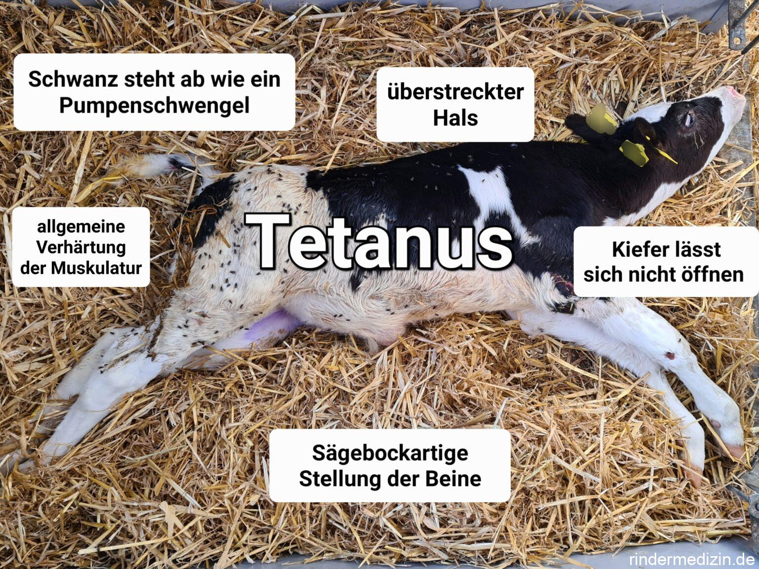 Tetanus / Wundstarrkrampf beim Rind - Rindermedizin.de
