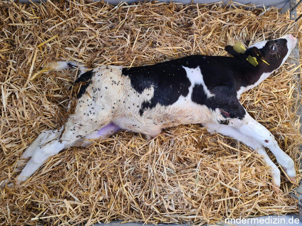 Rindermedizin.de - Krankheiten von Kühen, Kälbern und Bullen